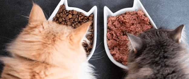 The Importance of Omega-3 Fatty Acids for Your Cat's Health | Cat ...